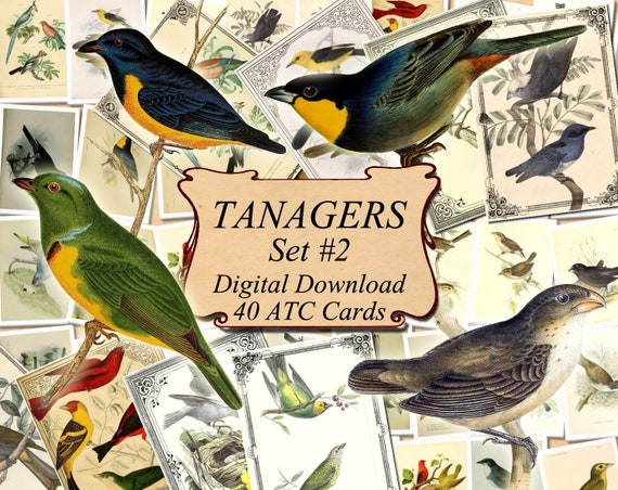 The BIRD GALLERY Set #6 digital collage sheet 40 ATC cards Printable ...