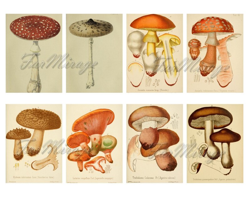 Mushrooms Set 3 Digital Collage Sheet 40 Atc Cards Etsy