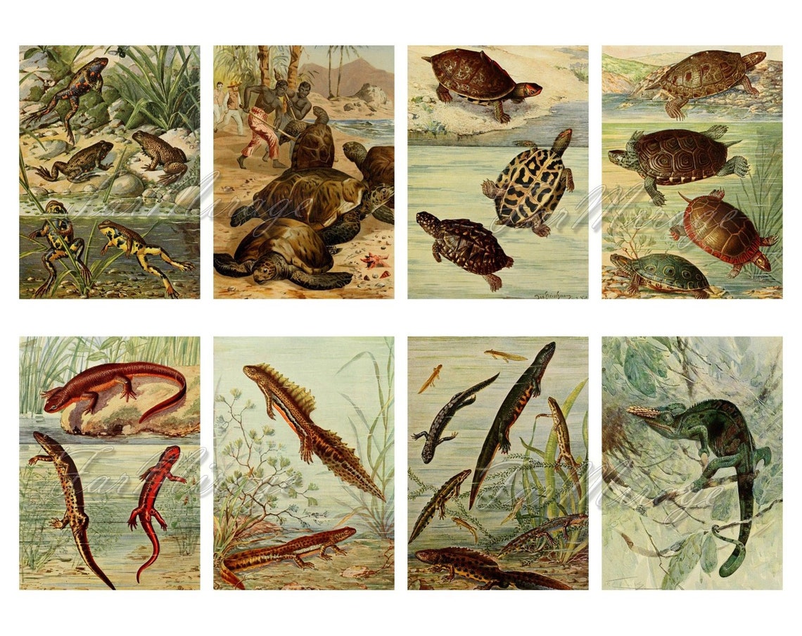 REPTILES and AMPHIBIANS Set 3 Digital Collage Sheet 40 ATC | Etsy