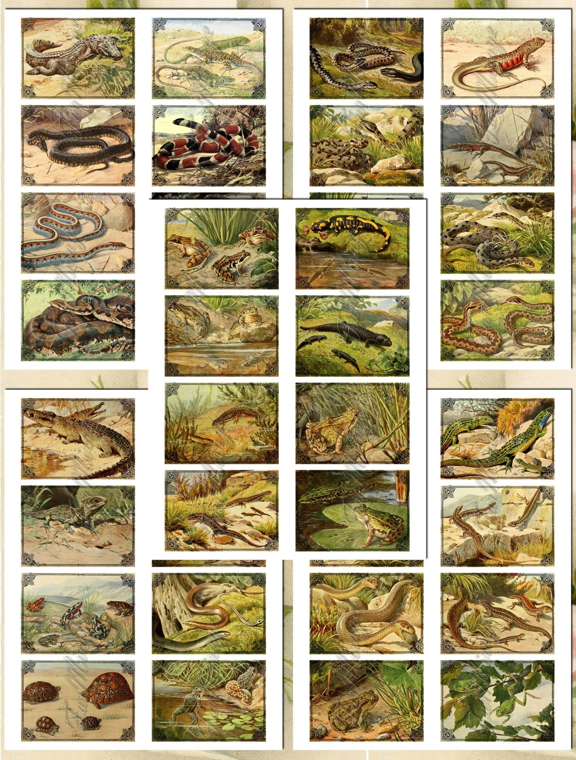 REPTILES and AMPHIBIANS Set 1 digital collage sheet 40 ATC | Etsy