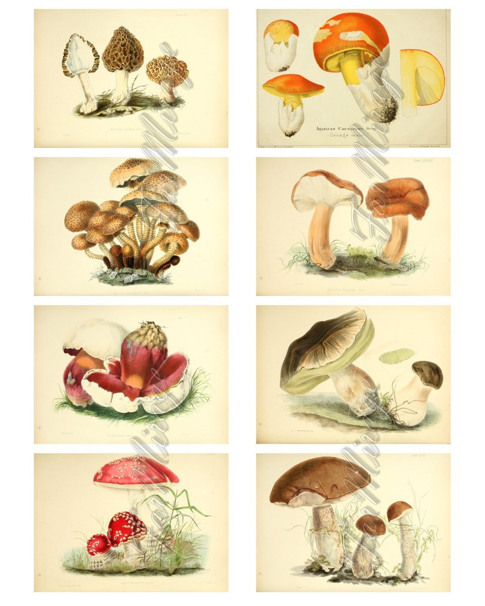 Mushrooms Set 15 Digital Collage Sheet 40 Atc Cards Etsy