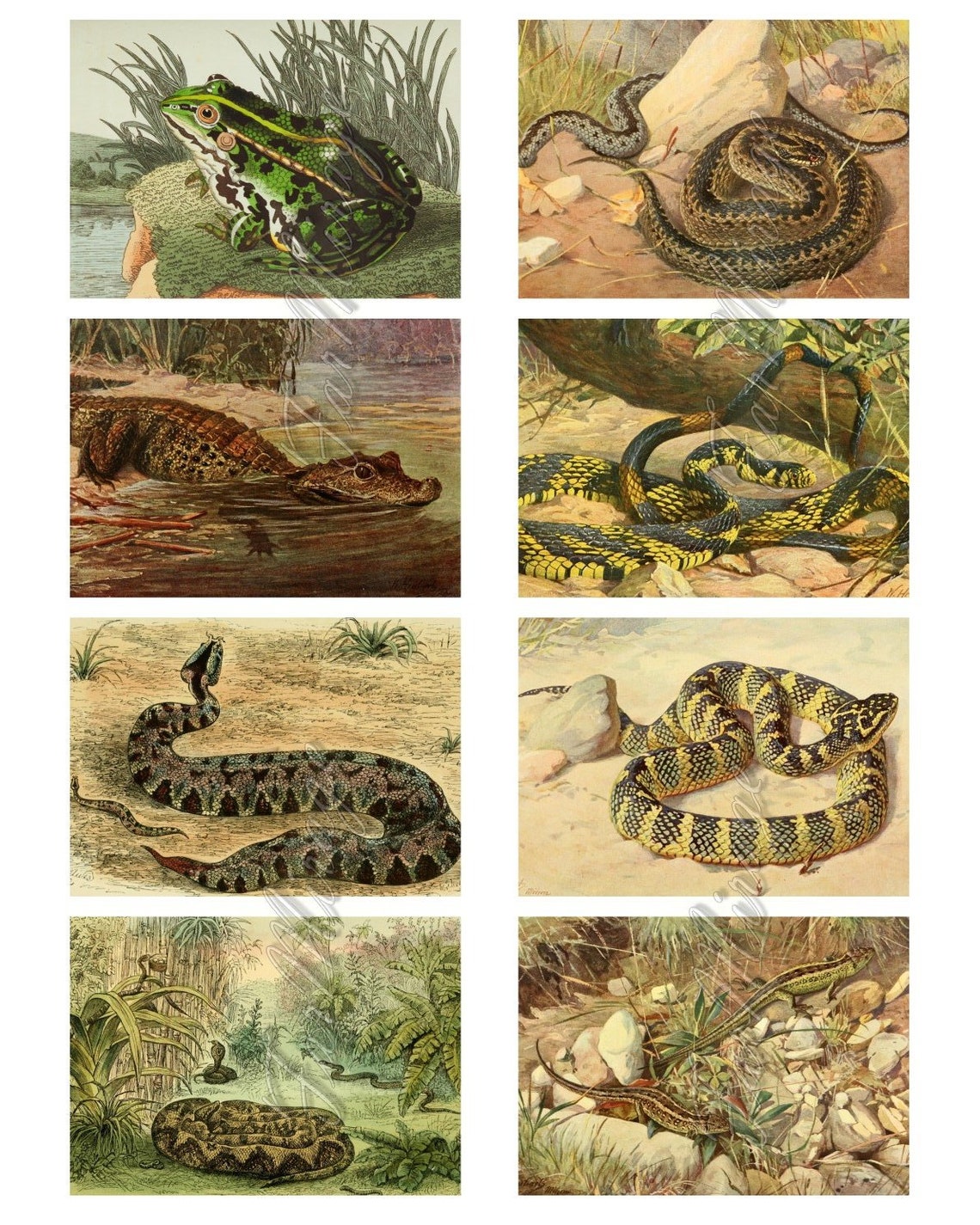 REPTILES and AMPHIBIANS Set 2 digital collage sheet 40 ATC | Etsy