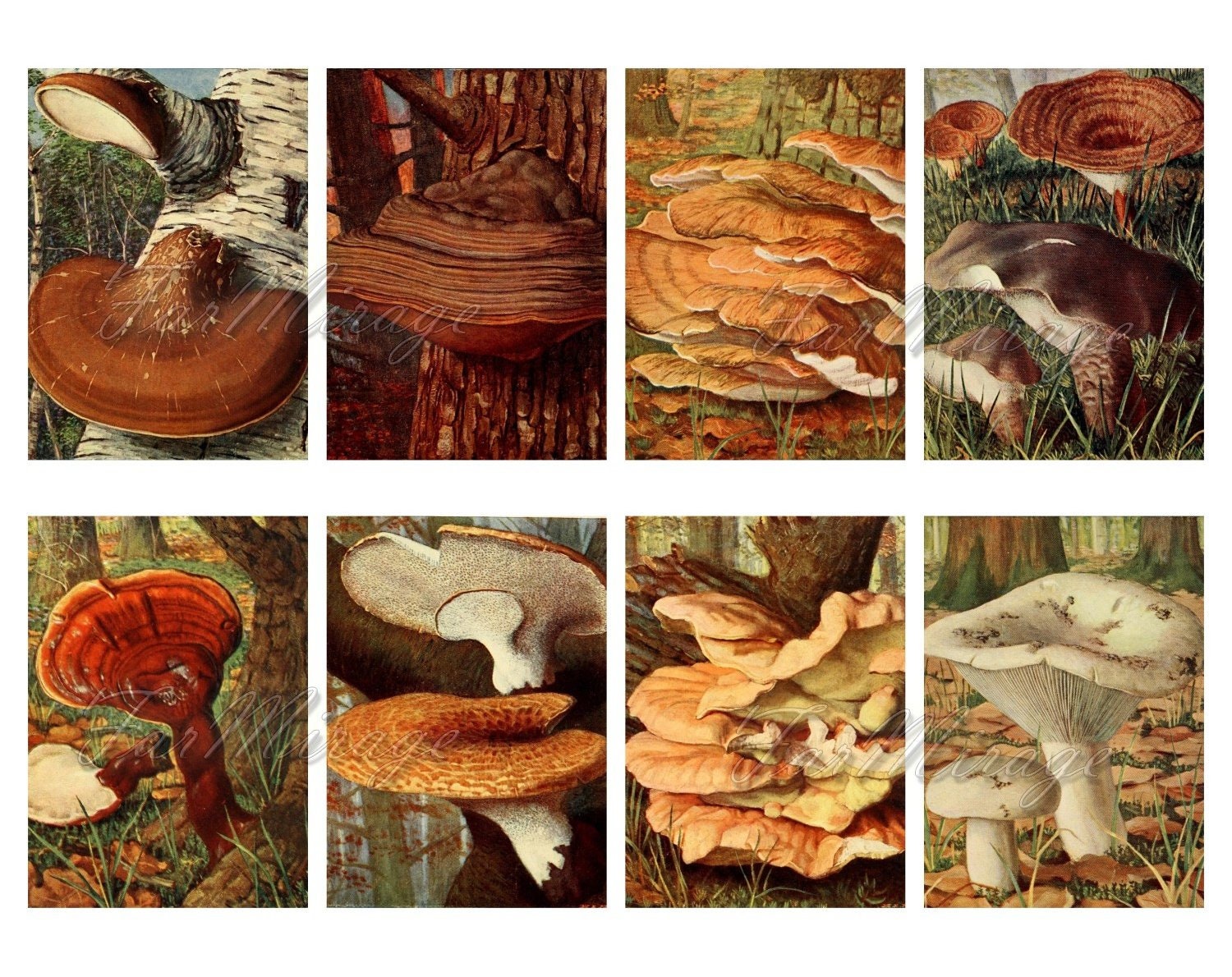 MUSHROOMS Set 7 digital collage sheet 40 ATC cards | Etsy