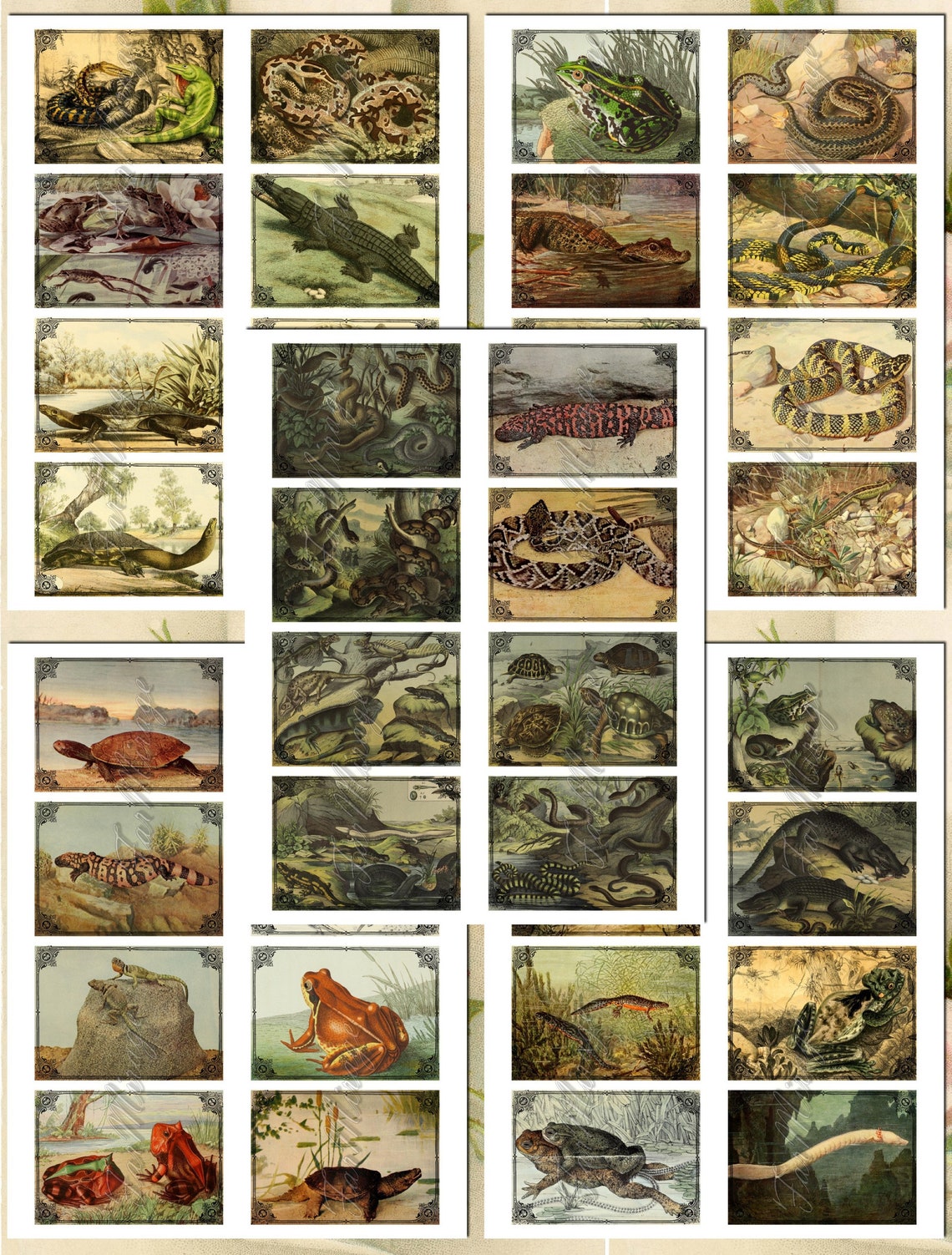 REPTILES and AMPHIBIANS Set 2 Digital Collage Sheet 40 ATC | Etsy