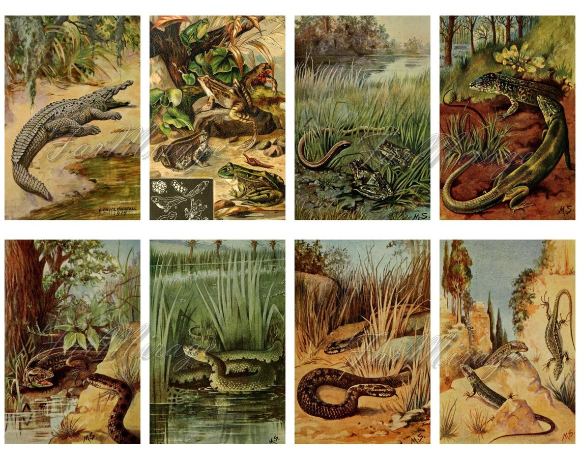 REPTILES and AMPHIBIANS Set 4 digital collage sheet 40 ATC | Etsy