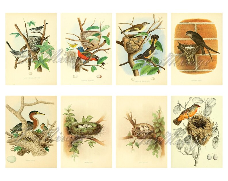 BIRDS NESTS Set 1 digital collage sheet 40 ATC cards | Etsy