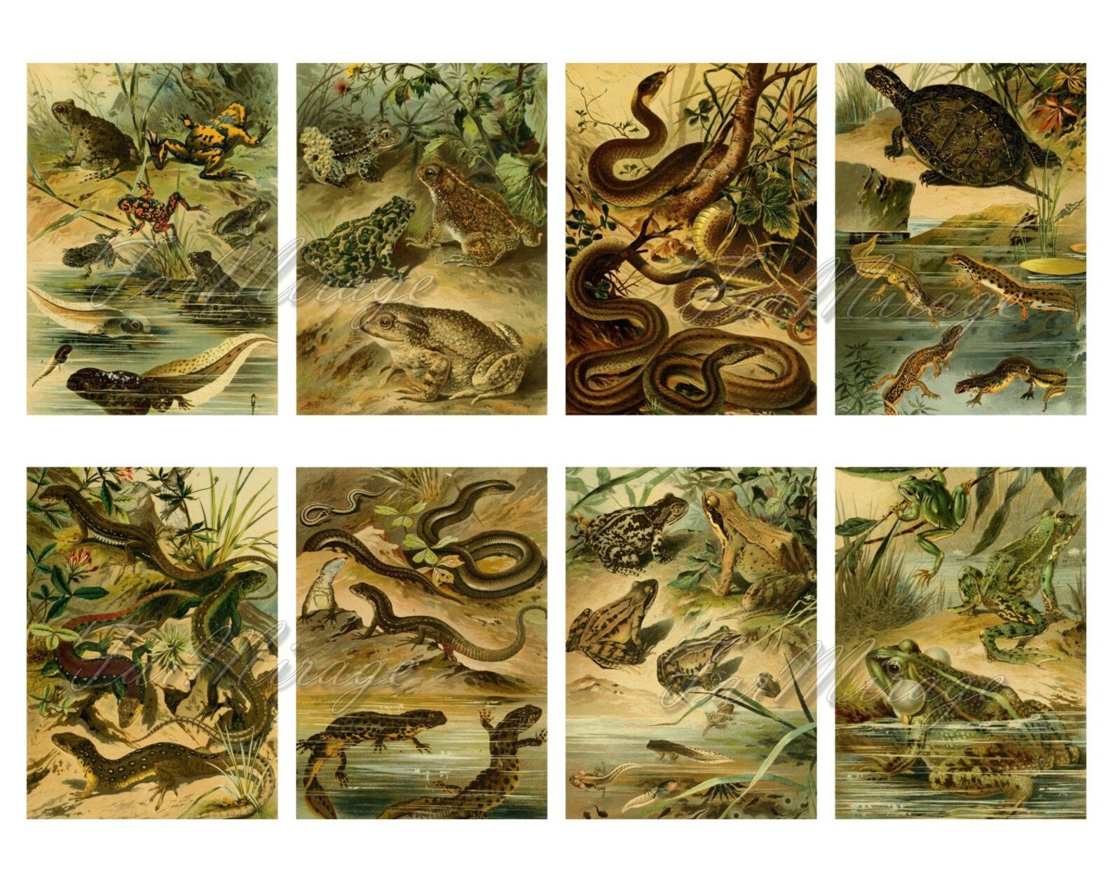 REPTILES and AMPHIBIANS Set 3 Digital Collage Sheet 40 ATC | Etsy