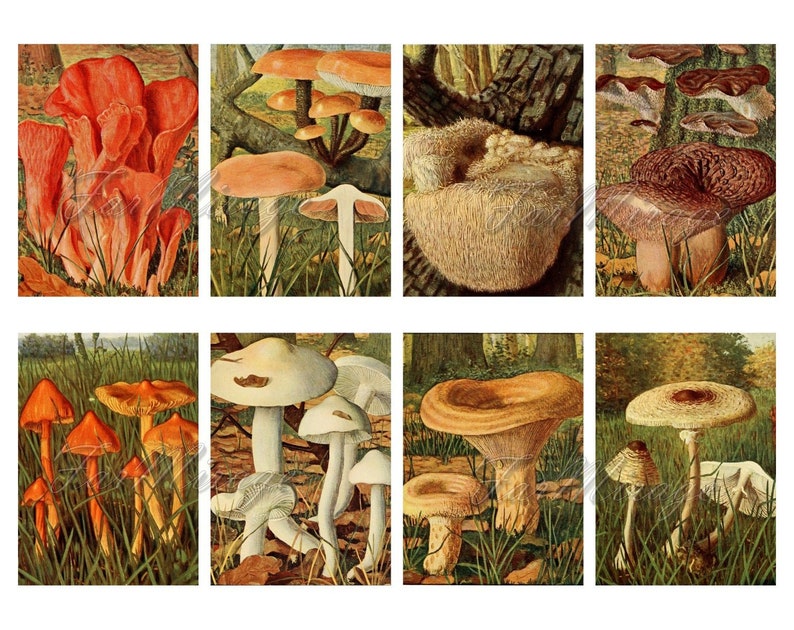 Mushrooms Set 6 Digital Collage Sheet 40 Atc Cards Etsy