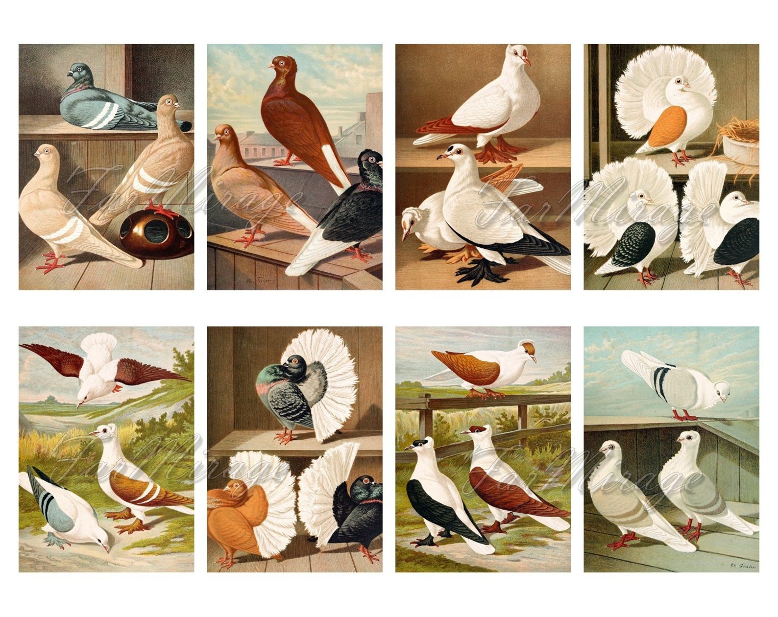 PIGEONS Set 8 digital collage sheet 40 ATC cards Printable | Etsy