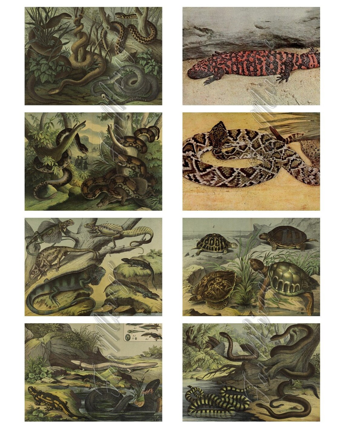 REPTILES and AMPHIBIANS Set 2 Digital Collage Sheet 40 ATC | Etsy