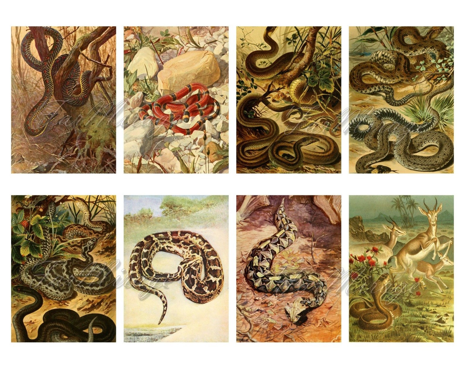 SNAKES Set 1 Digital Collage Sheet 40 ATC Cards Printable | Etsy