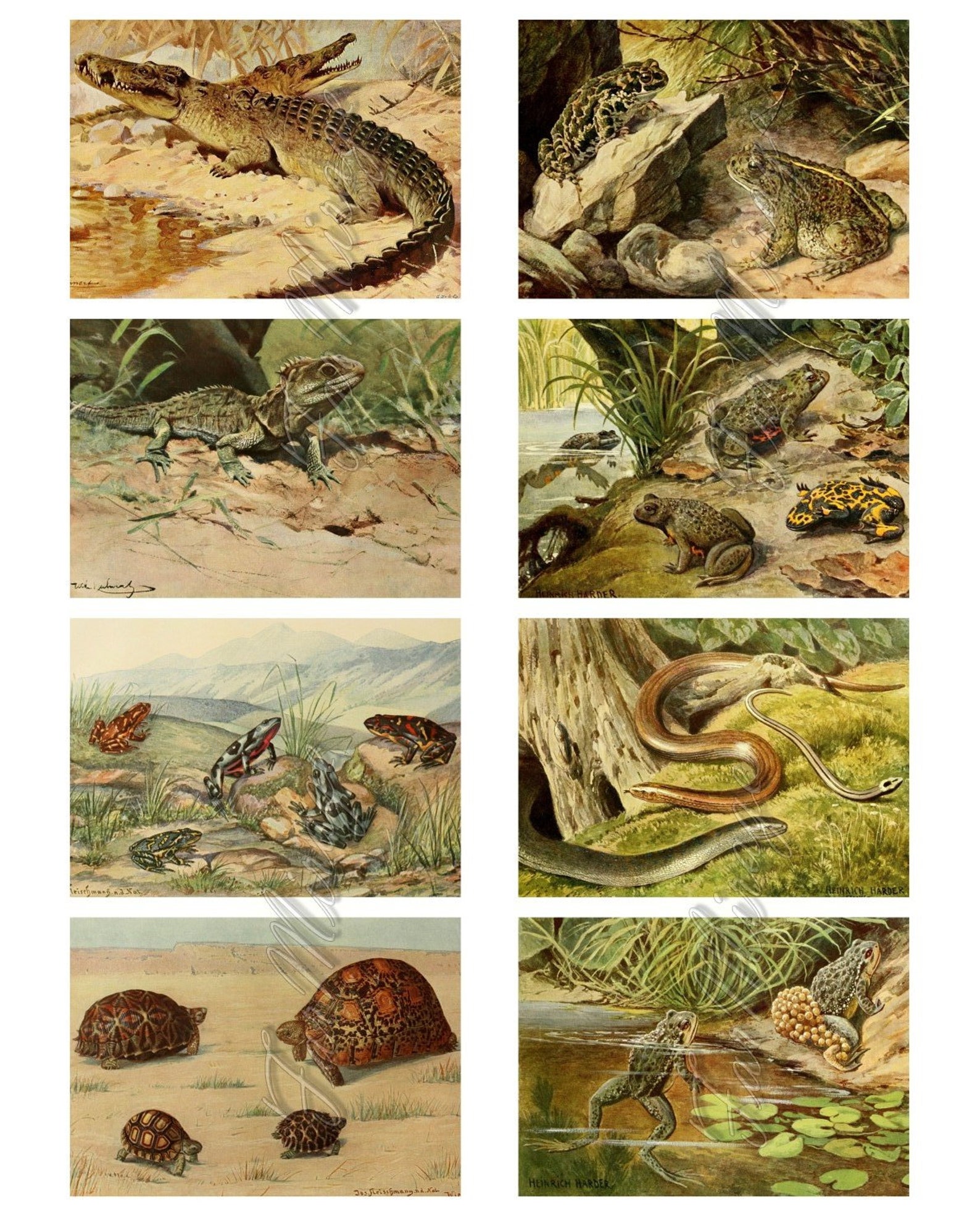REPTILES and AMPHIBIANS Set 1 digital collage sheet 40 ATC | Etsy