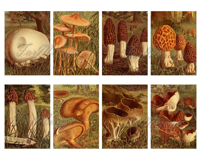 Mushrooms Set 8 Digital Collage Sheet 40 Atc Cards Etsy