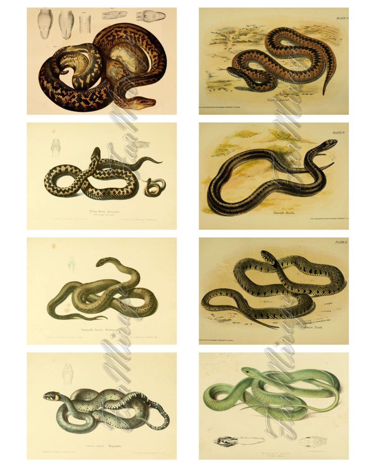 SNAKES Set 5 digital collage sheet 40 ATC cards Printable | Etsy