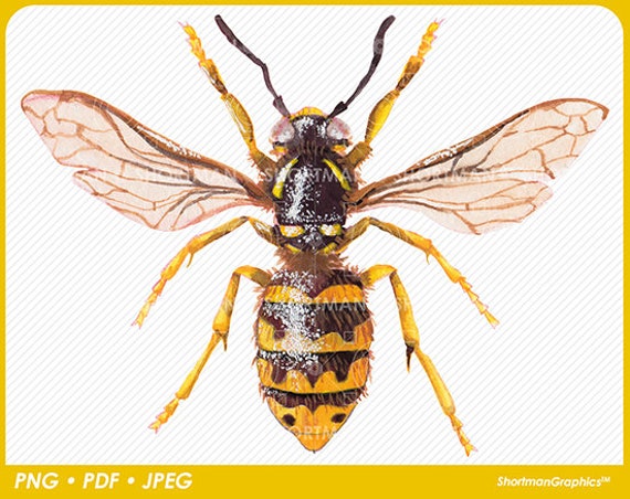 Wasp Watercolor Clipart PNG Wasp Clipart JPG PDF - Etsy
