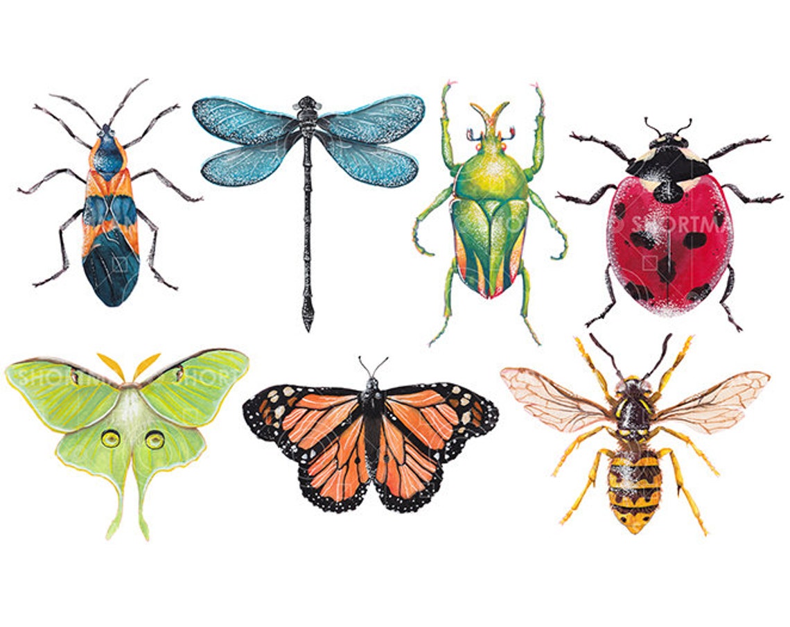 Watercolor Bugs Clipart Watercolor Insect Clipart - Etsy