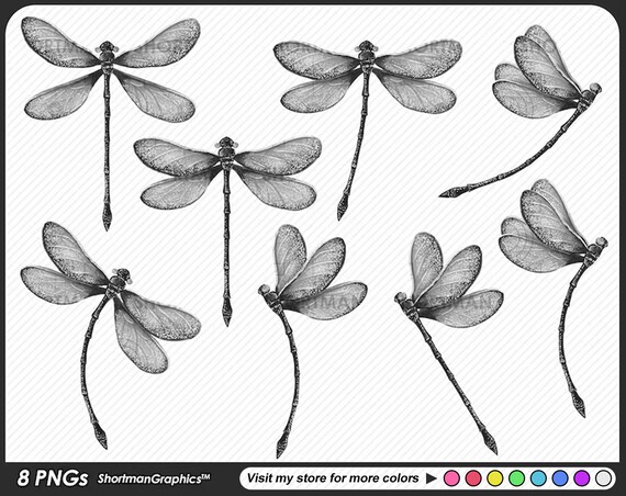 Libélulas blancas acuarela Clipart PNG Dragon Fly Clipart - Etsy México
