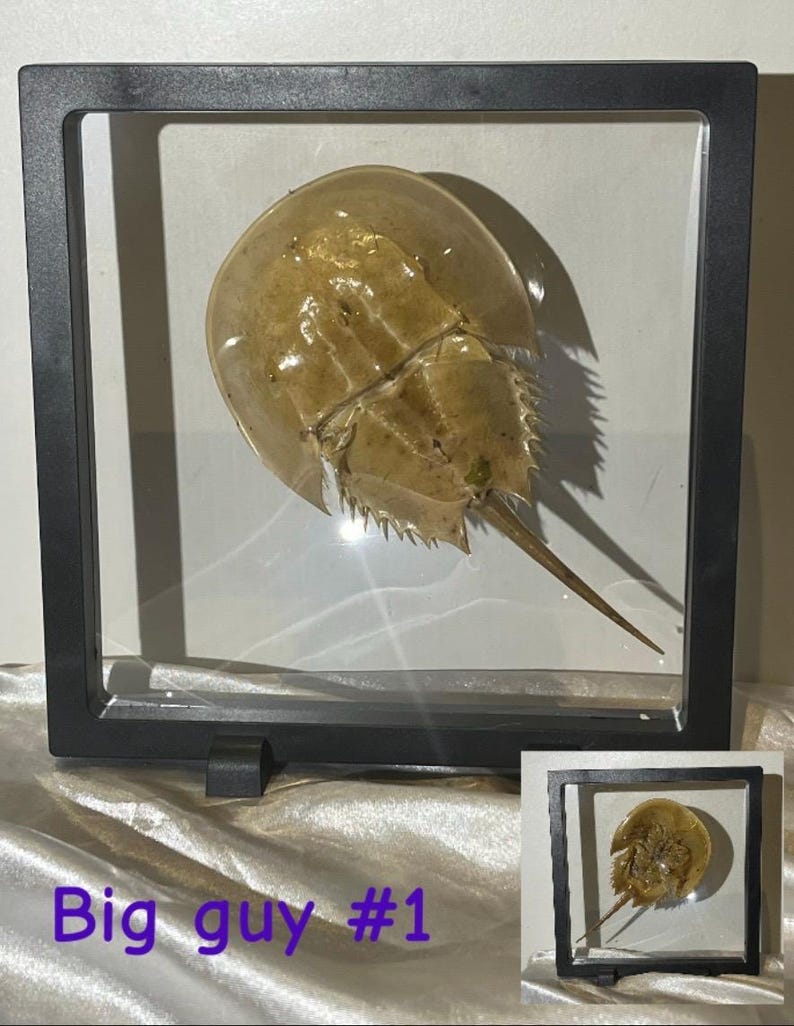 Horseshoe Crab Shells. - Etsy