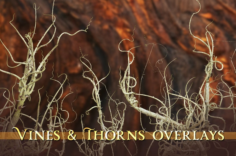 Vines & Thorns Overlays , Digital Vines , Thorns - Etsy