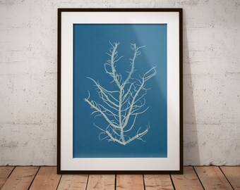 Algae art print nautical print sea art print sea life art | Etsy