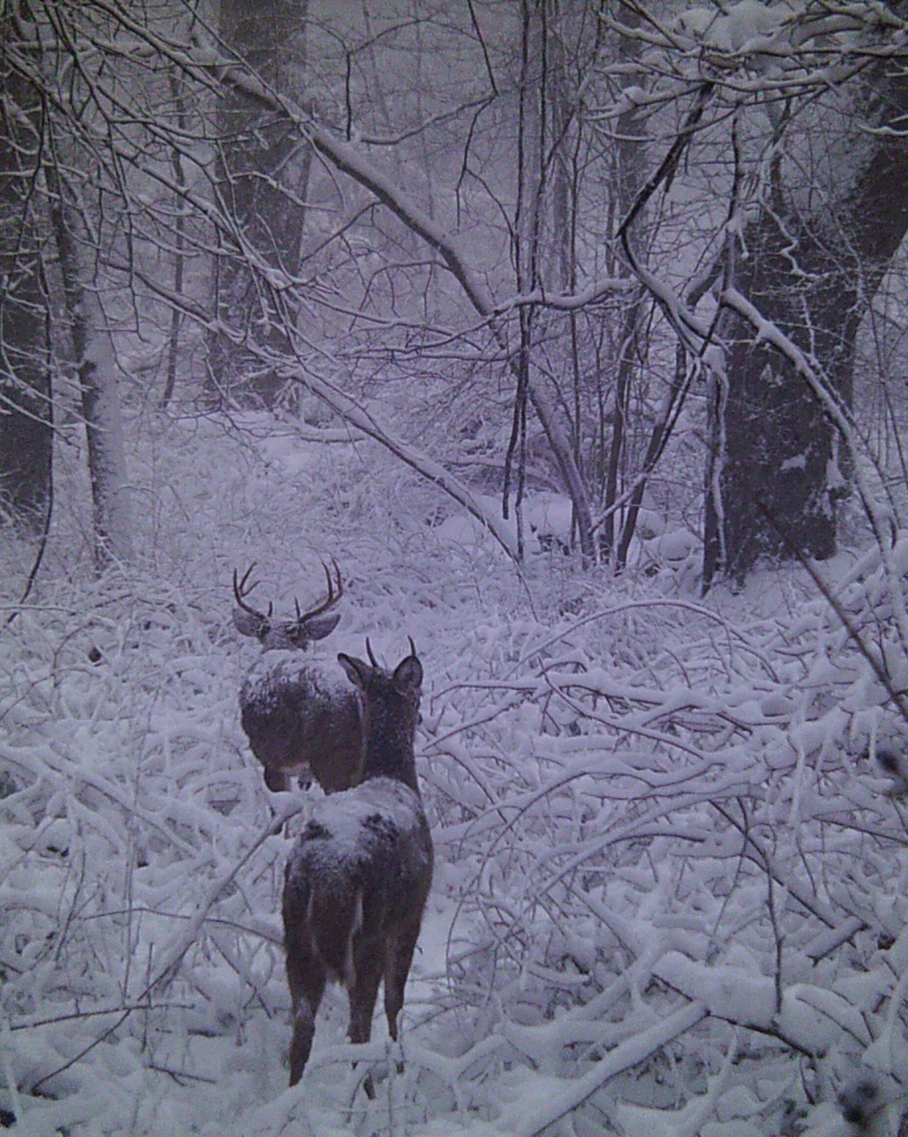 Scenic Winter Whitetail Deer Photo - Etsy