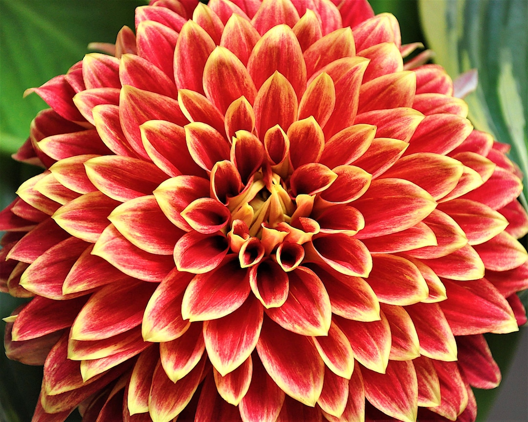 Red-orange Dahlia Flower Print, Garden Photography, Close-up - Etsy