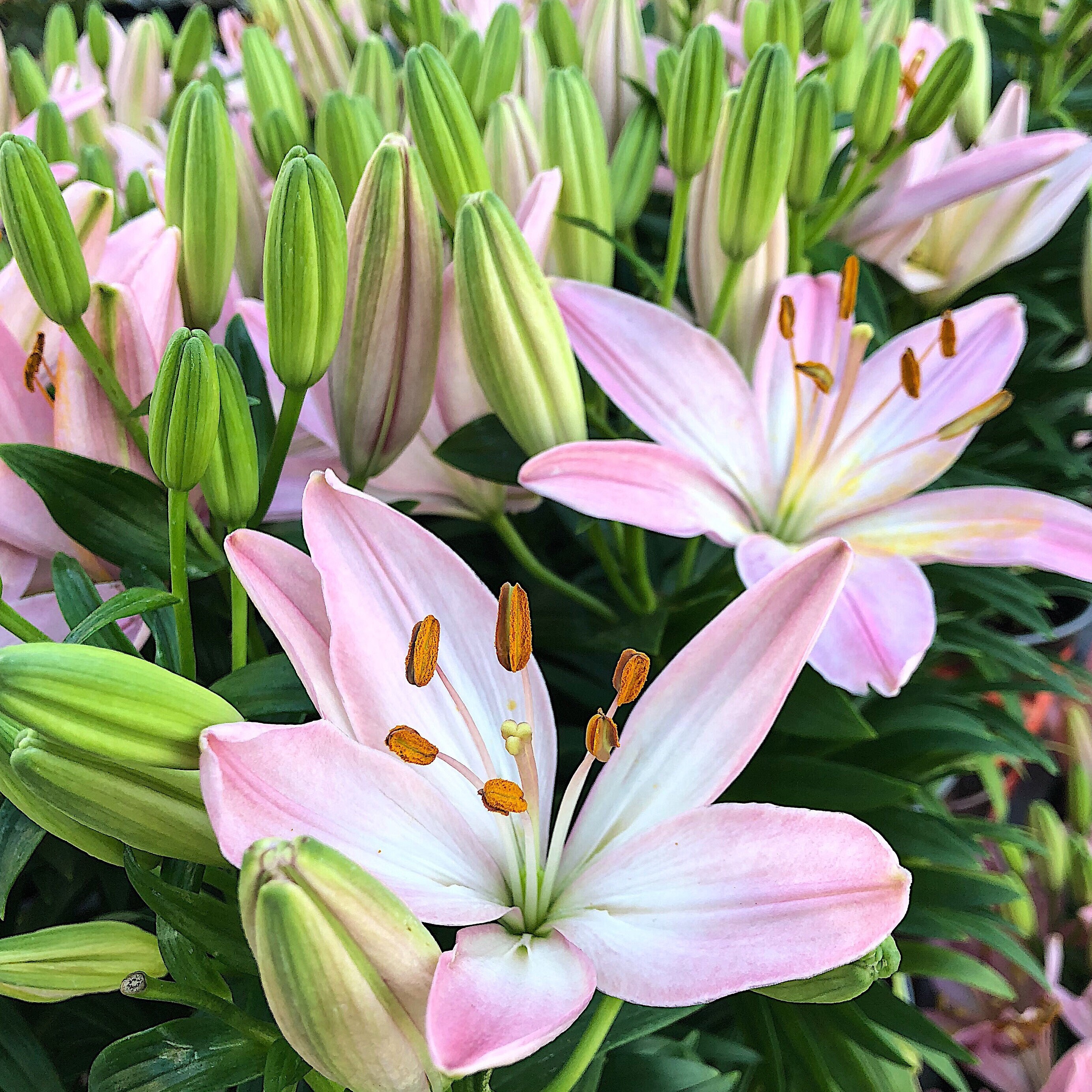 Easter Lilies Images