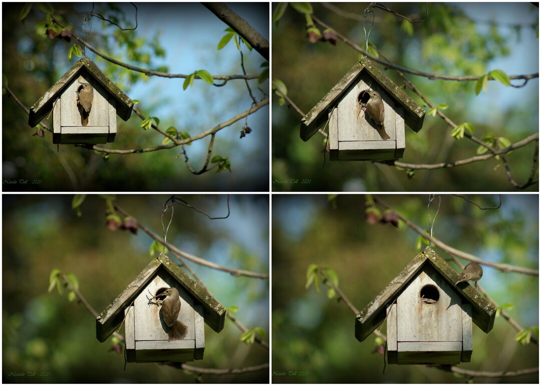 Birdhouse Note-cards - Etsy