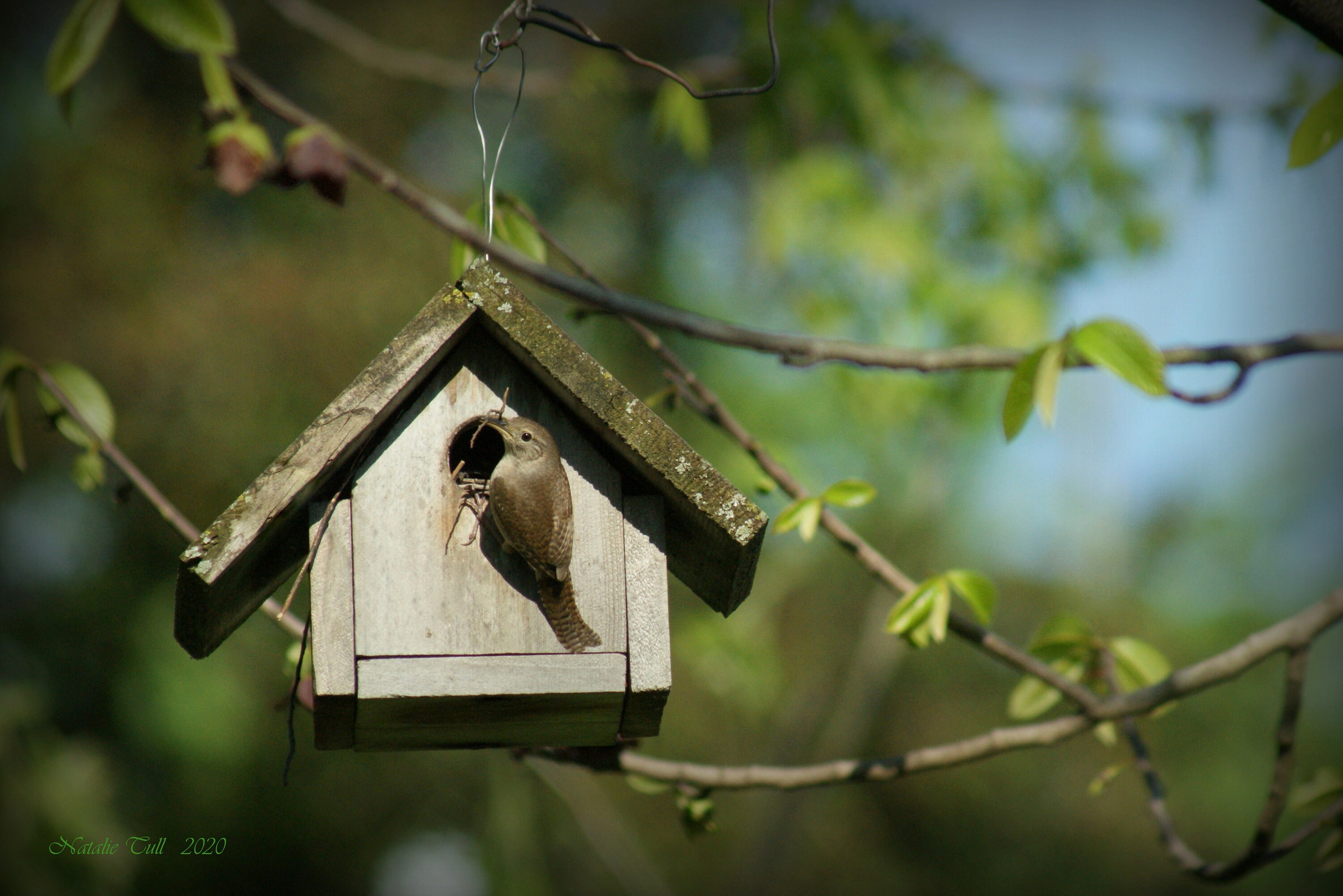 Birdhouse Note-cards - Etsy