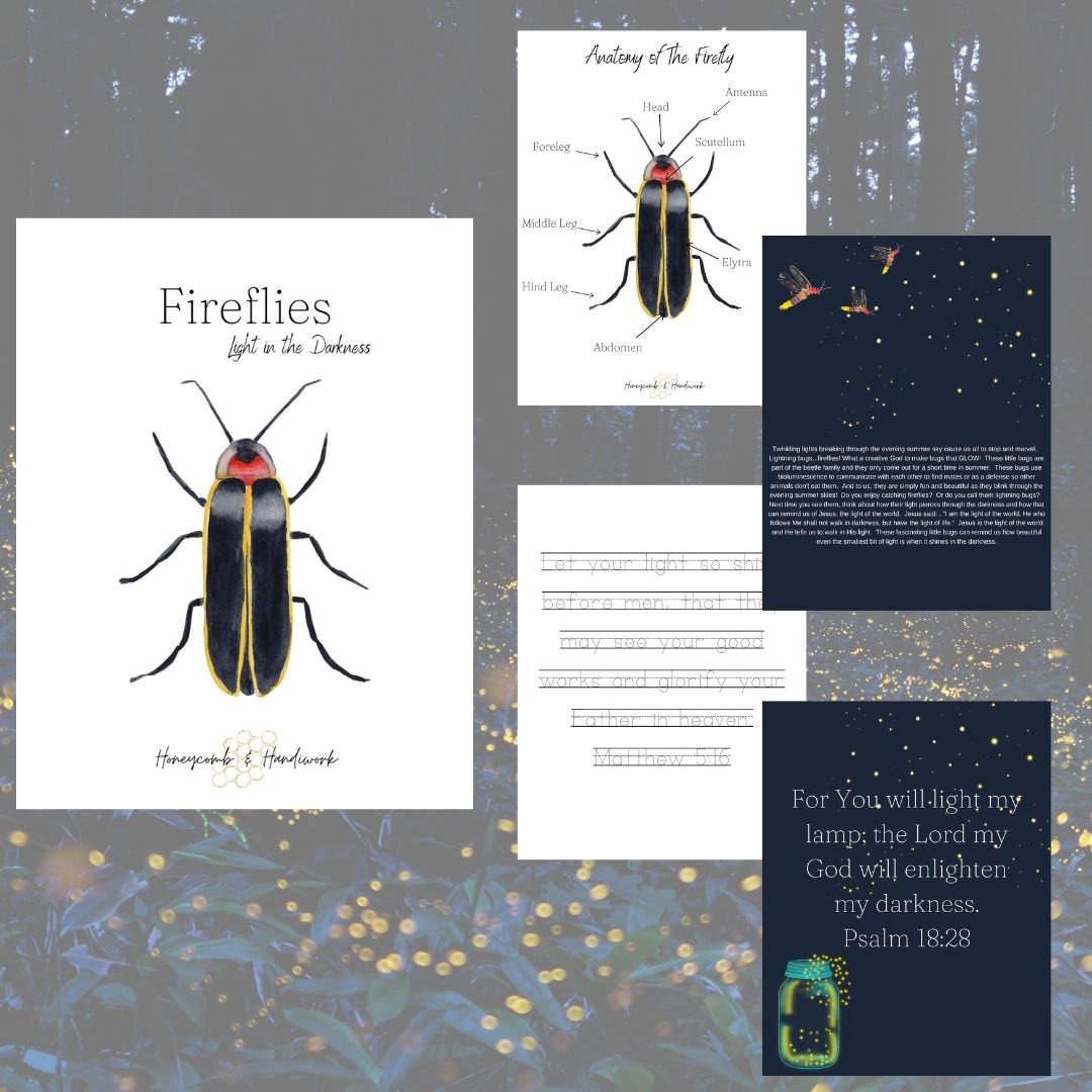 Firefly Unit Study, Lightning Bug Curriculum for Kids, Homeschool ...