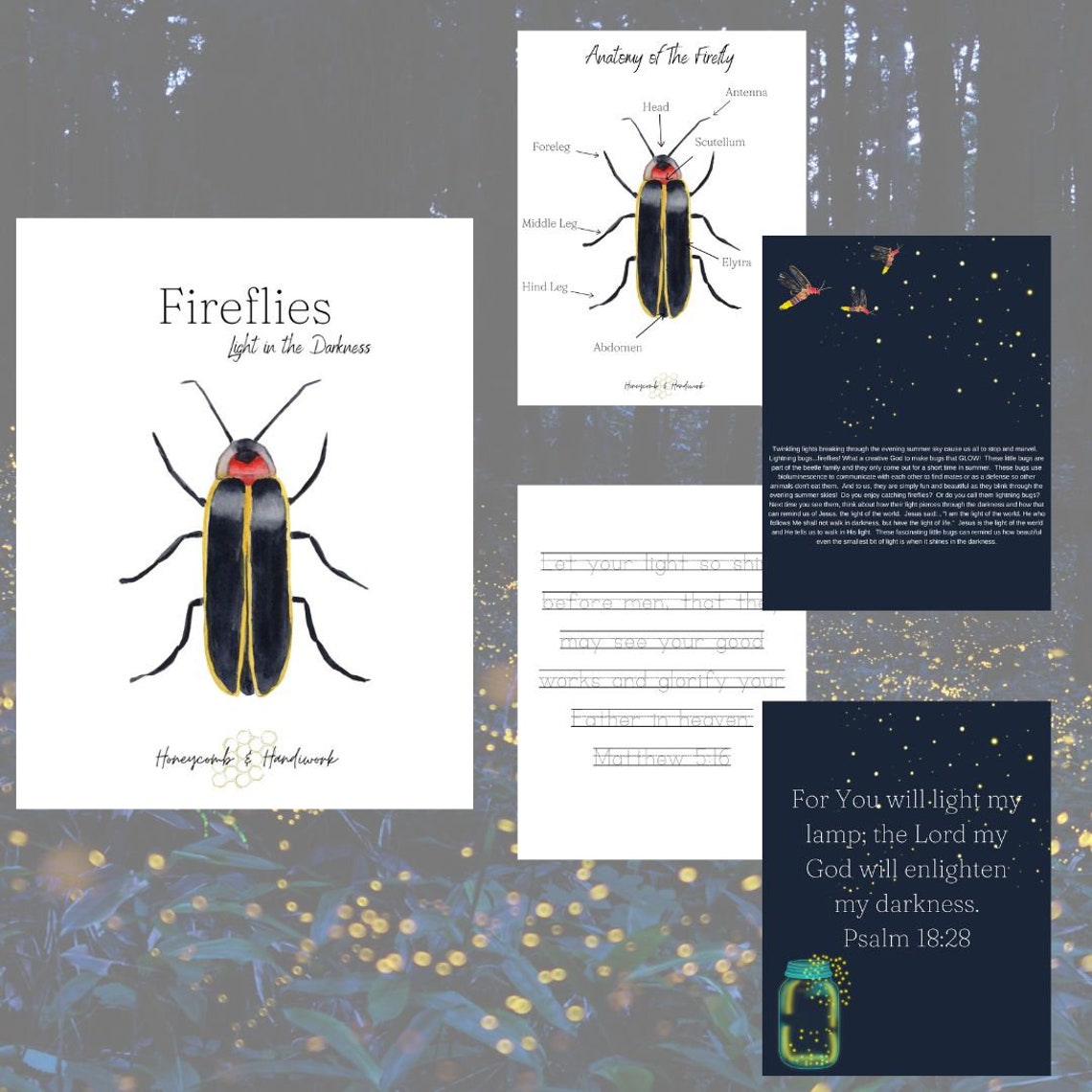 Firefly Unit Study, Lightning Bug Curriculum for Kids, Homeschool ...