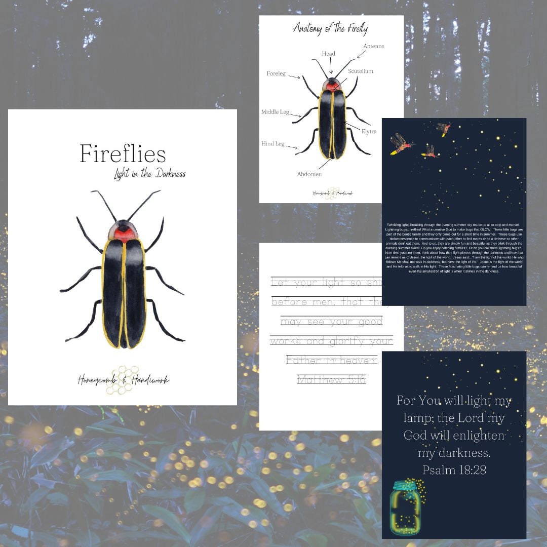 Firefly Unit Study, Lightning Bug Curriculum for Kids, Homeschool ...