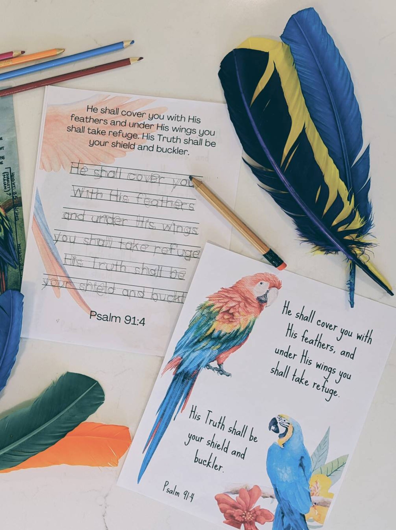 Macaw Mini Unit Study, Homeschool Unit Study, Nature Study, Psalm 91 ...