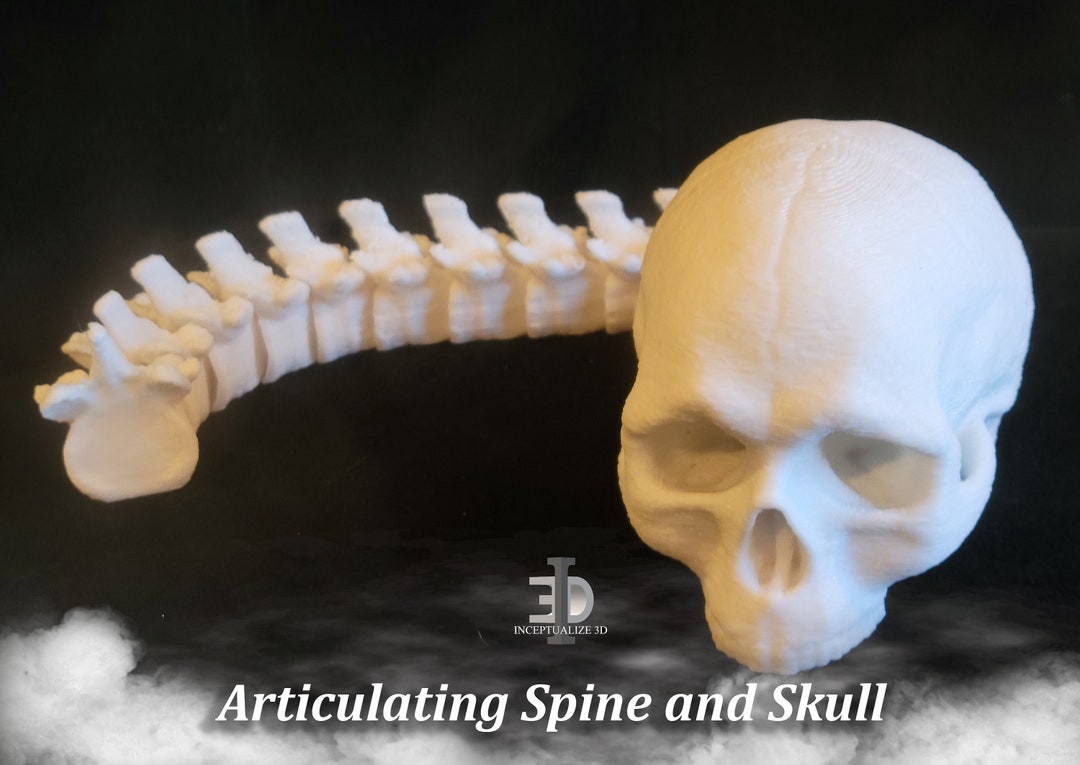 Human Skull With Attached Spine || Articulating - Etsy