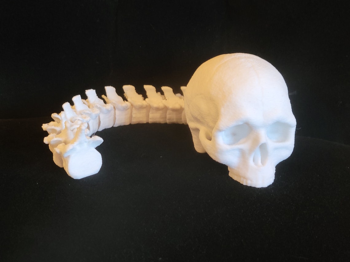 Human Skull With Attached Spine Articulating - Etsy