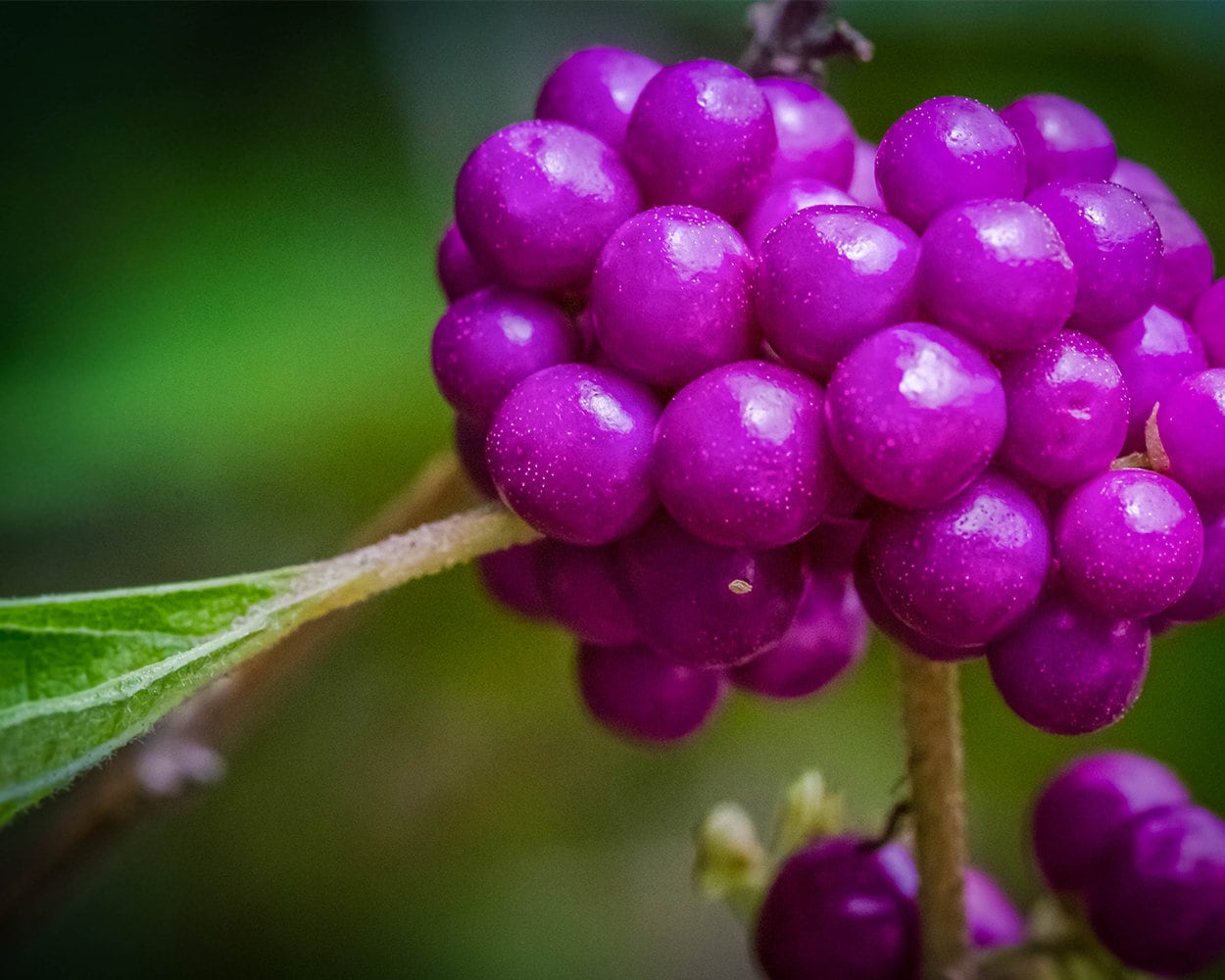 American Beautyberry - Shrub Plant Purple Green Nature Berries Leaf ...