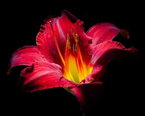 Red Lily Flower Wallpaper