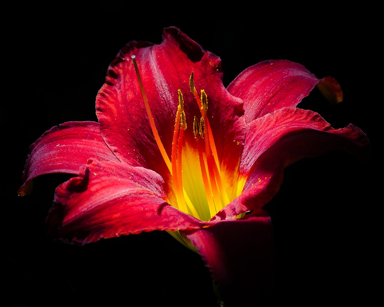 Lilly Red Photography