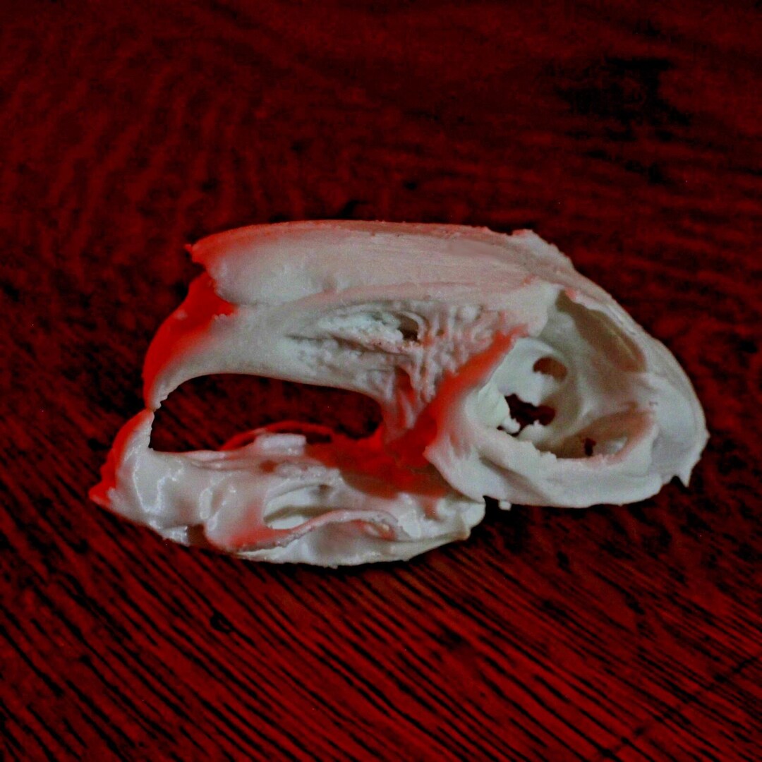 Rabbit Skull Model - Anatomically Correct - 3 Inches - Etsy