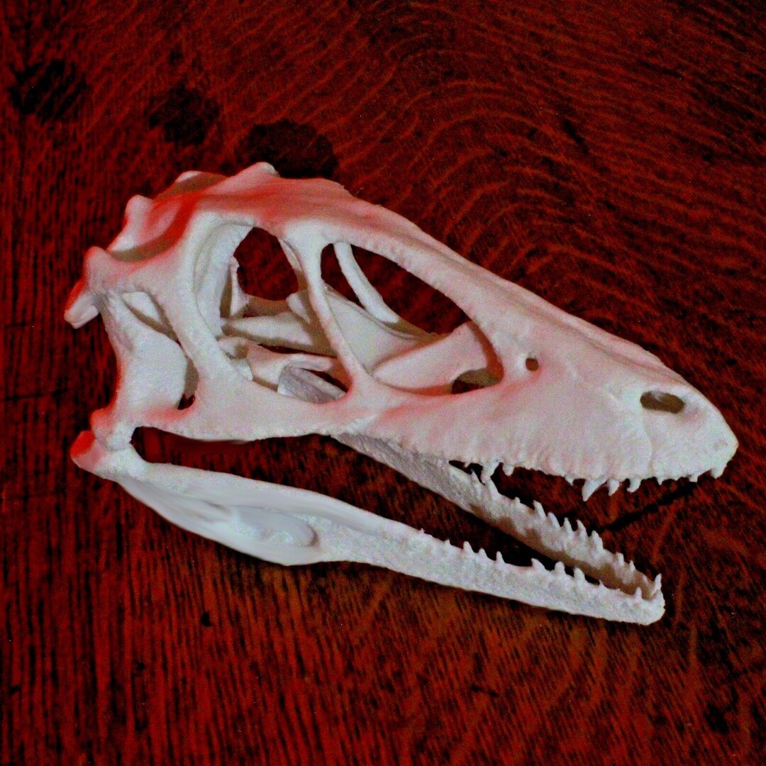 Velociraptor Skull - Fossil Reproduction - Anatomically Correct - 5 ...