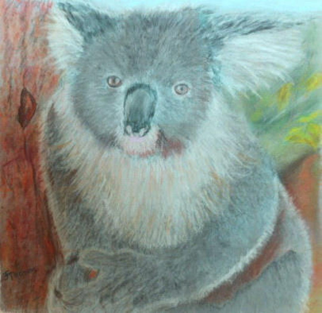 KOALA ORIGINAL ART Painted in Pastels. Professionally Framed. Free ...