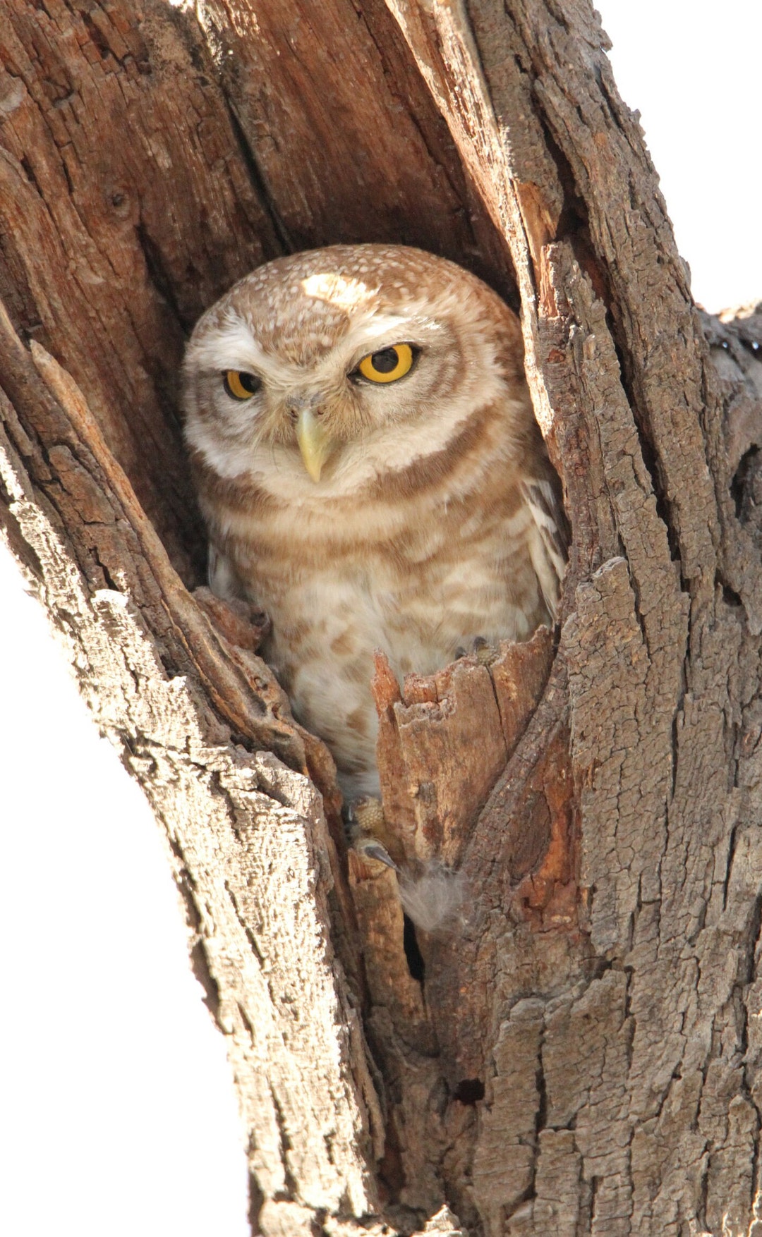Spotted Owl Sunbathing - Etsy