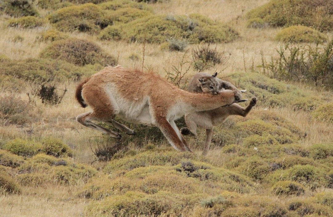 Puma Attacking Guanaco - Etsy