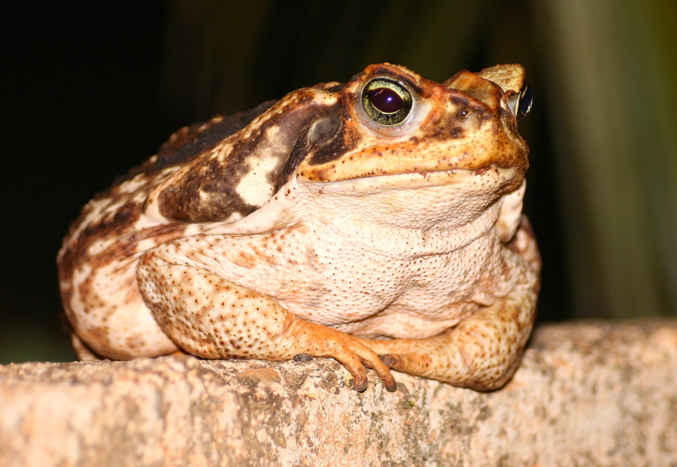 Cane Toad (photograph) - Etsy
