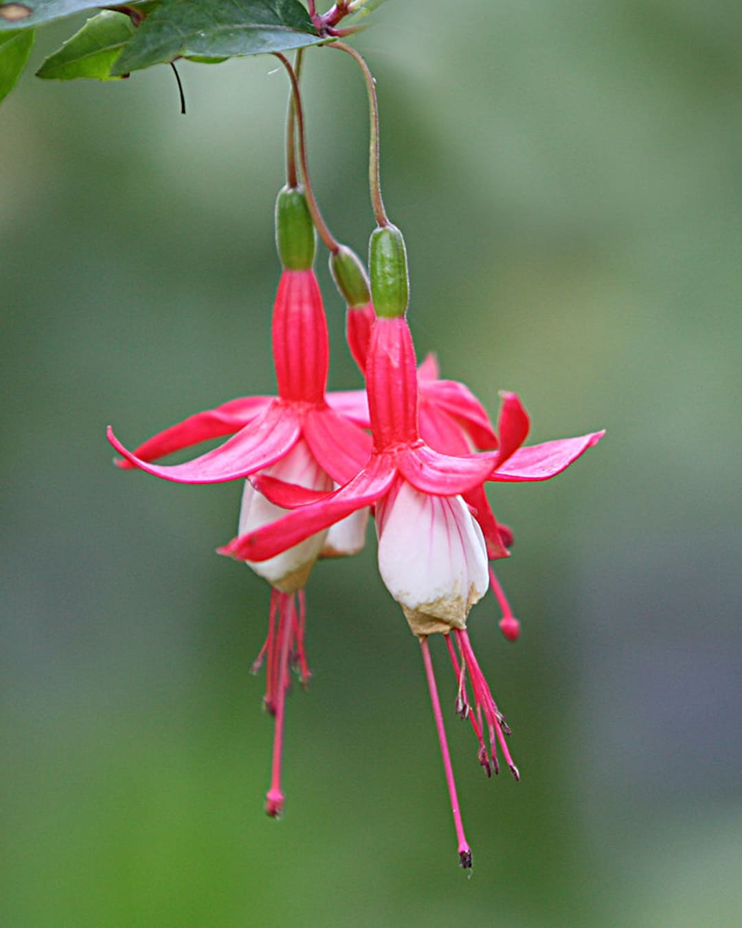 Fuschia Flower Plant