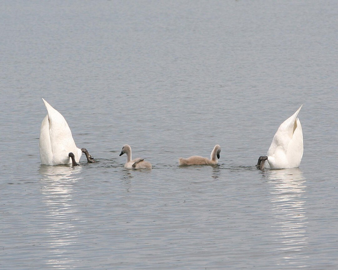 Swan Dive,a Photographic Image of Swans Captured in Symmetry. - Etsy
