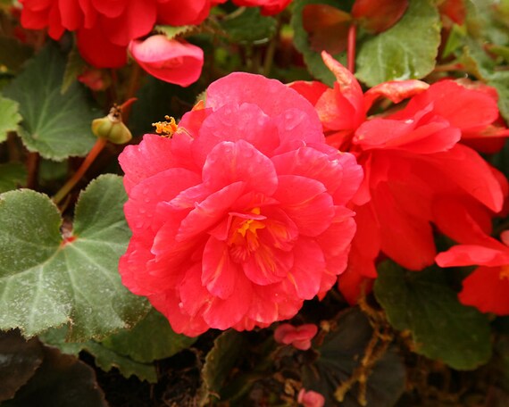 Begonia 1 red flower naturebeautiful flowerred begoniapot | Etsy