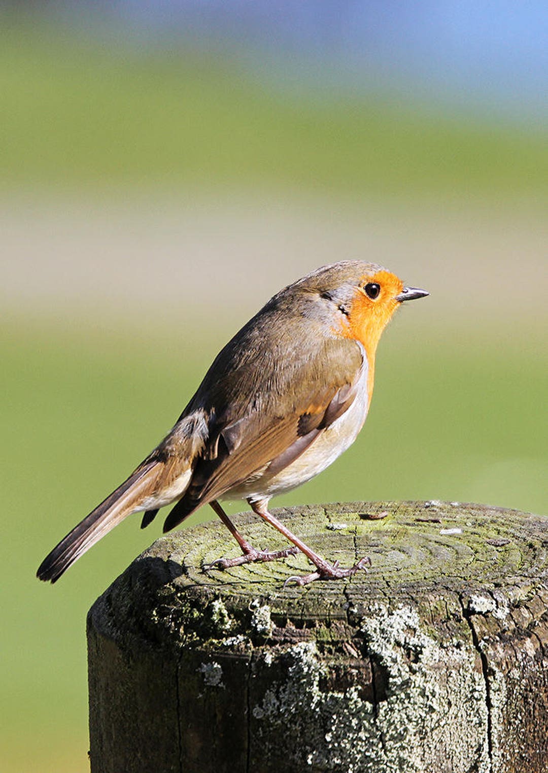 Robin Photographed on a Fence Post in Wales, Photography, Robin ...
