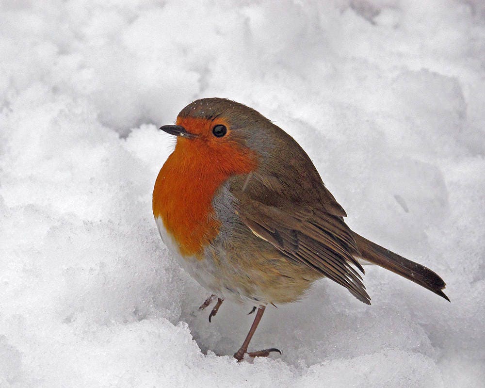 Robin in the Snow at Winter, Winter Robin,snow Scene,beautiful Robin ...