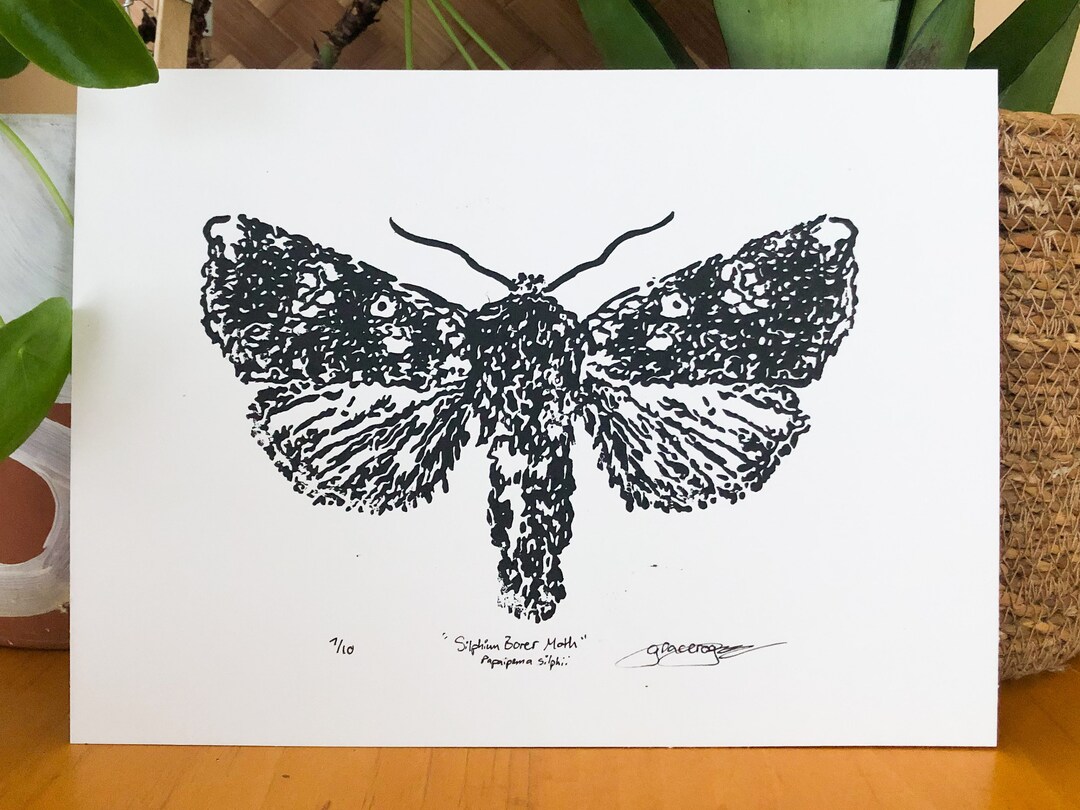 Endangered Species Series: Silphium Borer Moth - Etsy